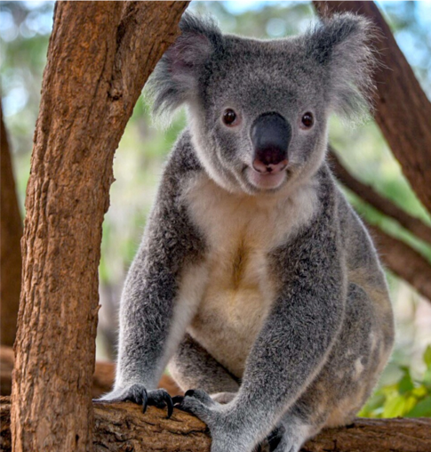 Le koala – La Marche à Suivre